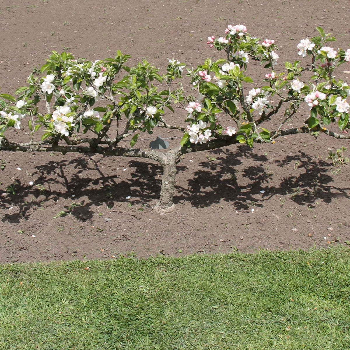 Stepover Pear Tree – Roots Plants