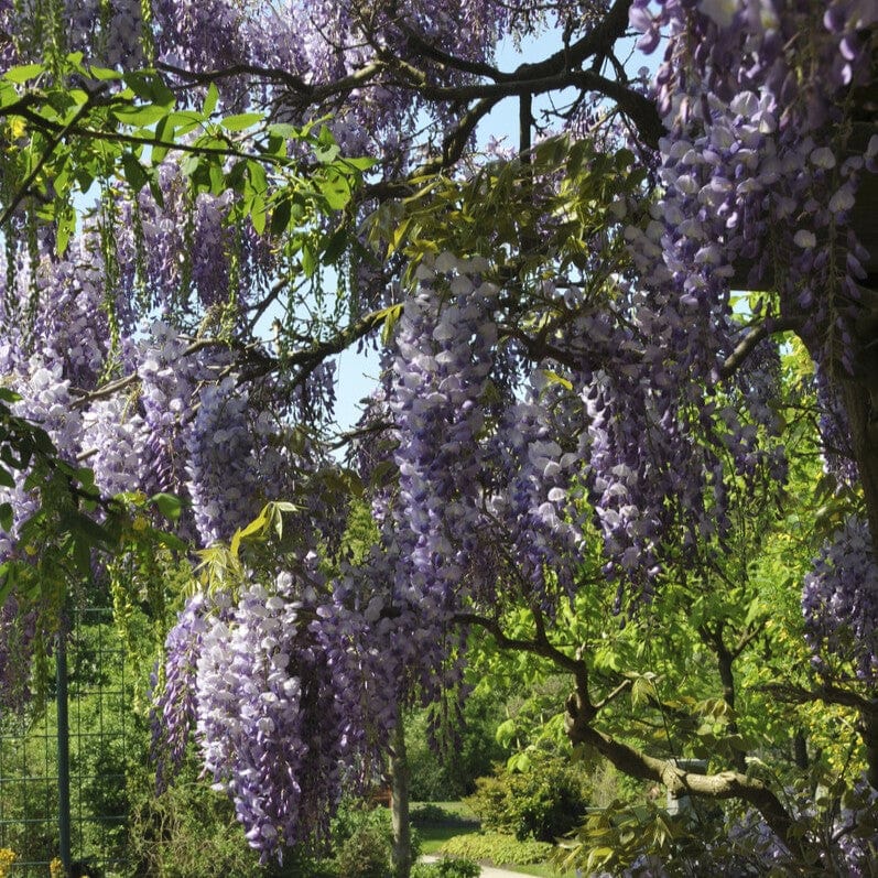 Chinese Wisteria | Wisteria sinensis 'Prolific' – Roots Plants