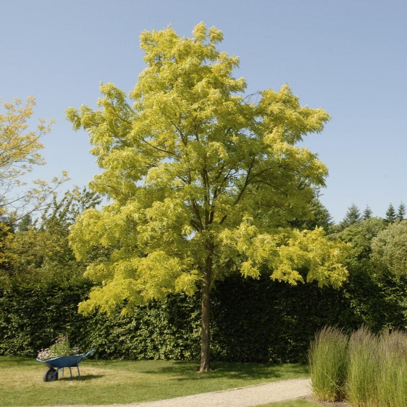 Golden False Acacia | Robinia pseudoacacia 'Frisia' – Roots Plants