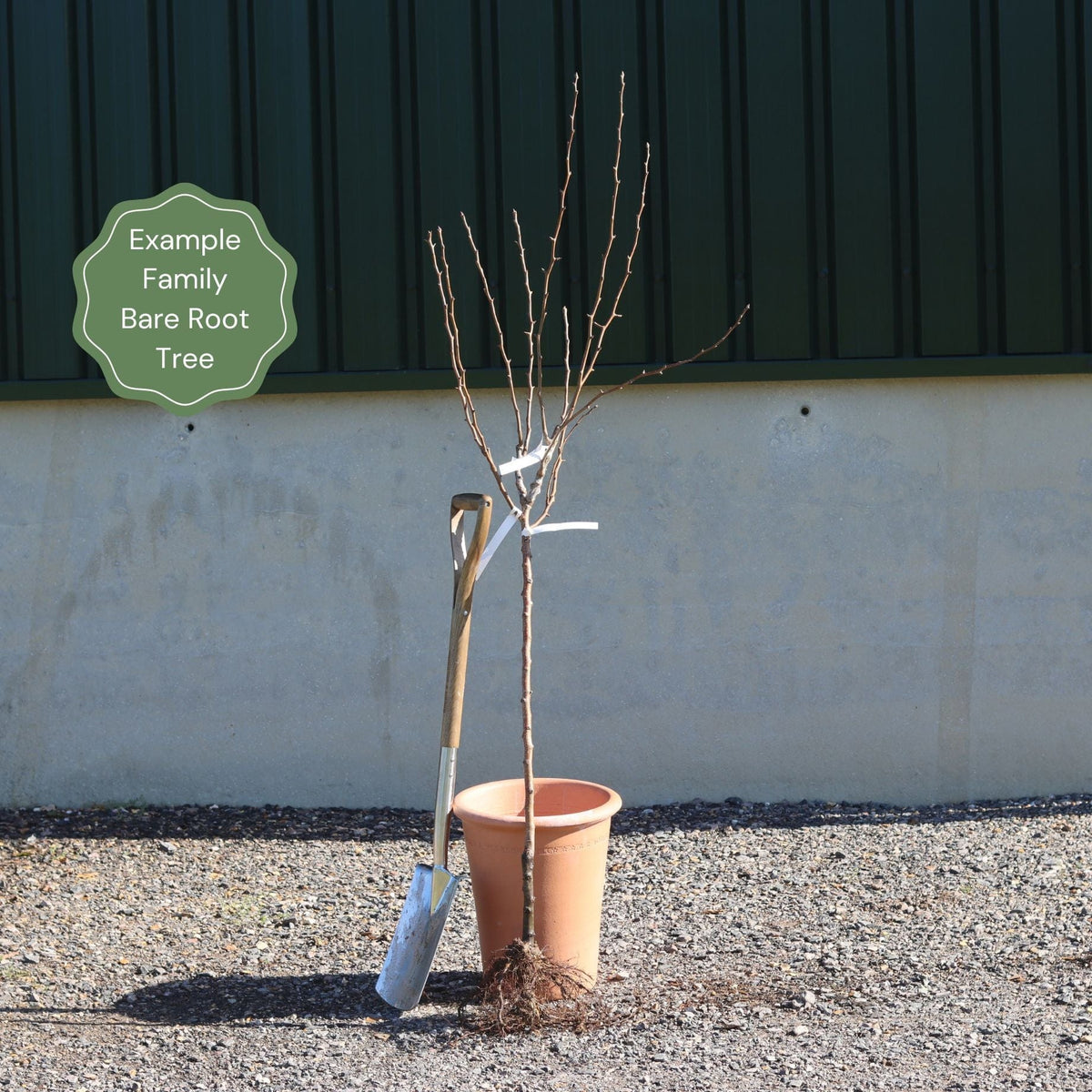 Family Pear Tree – Roots Plants
