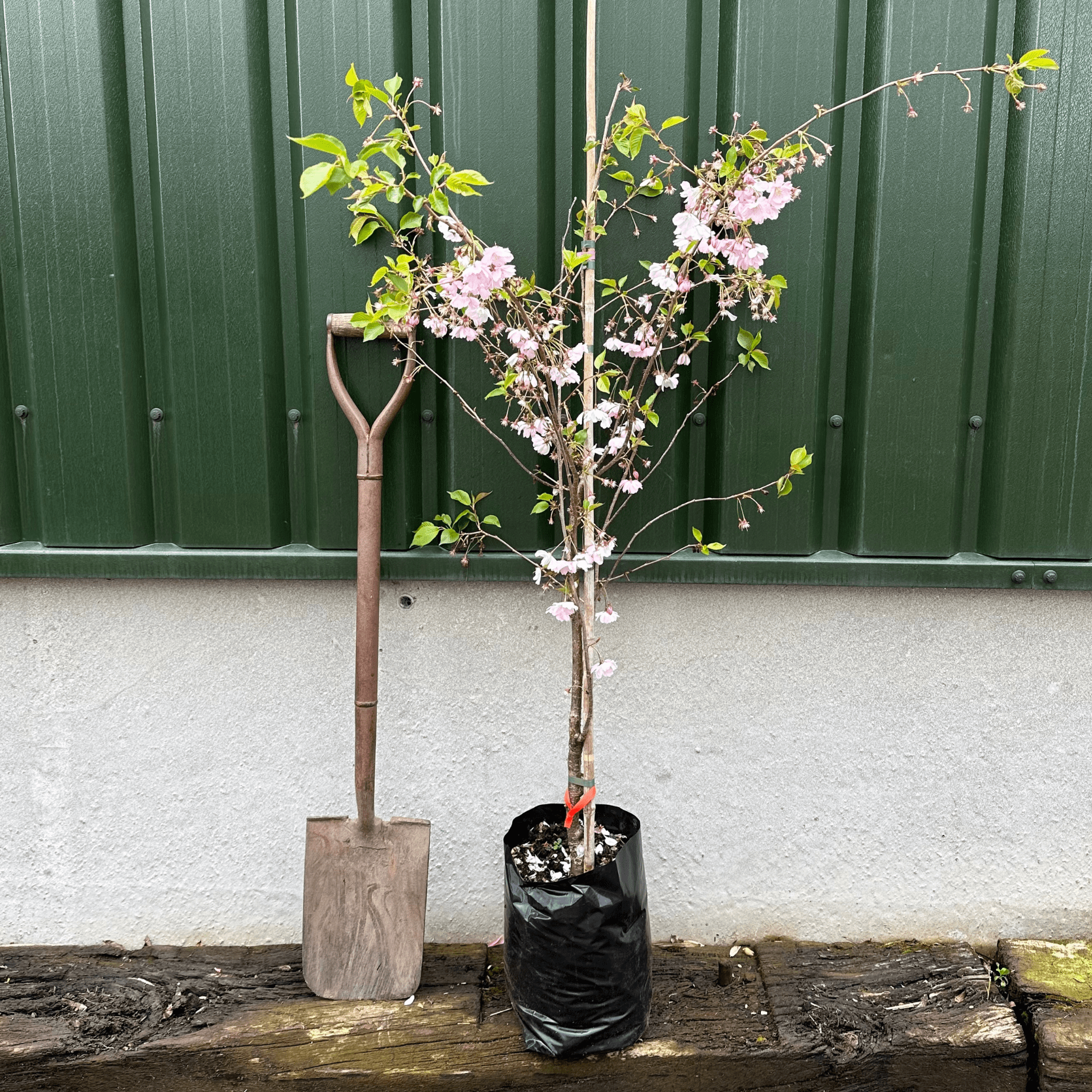 White Columnar Cherry Blossom Tree | Prunus 'Spire' – Roots Plants