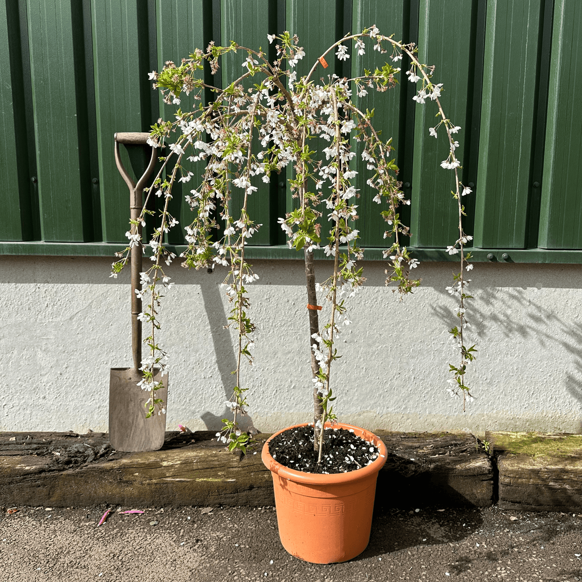 'Blushing Bride' Cherry Blossom Tree | Prunus 'Shogetsu' – Roots Plants