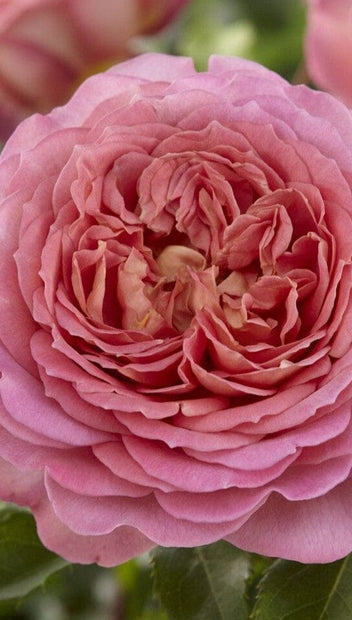 'Adorable Parfuma' Floribunda Rose – Roots Plants