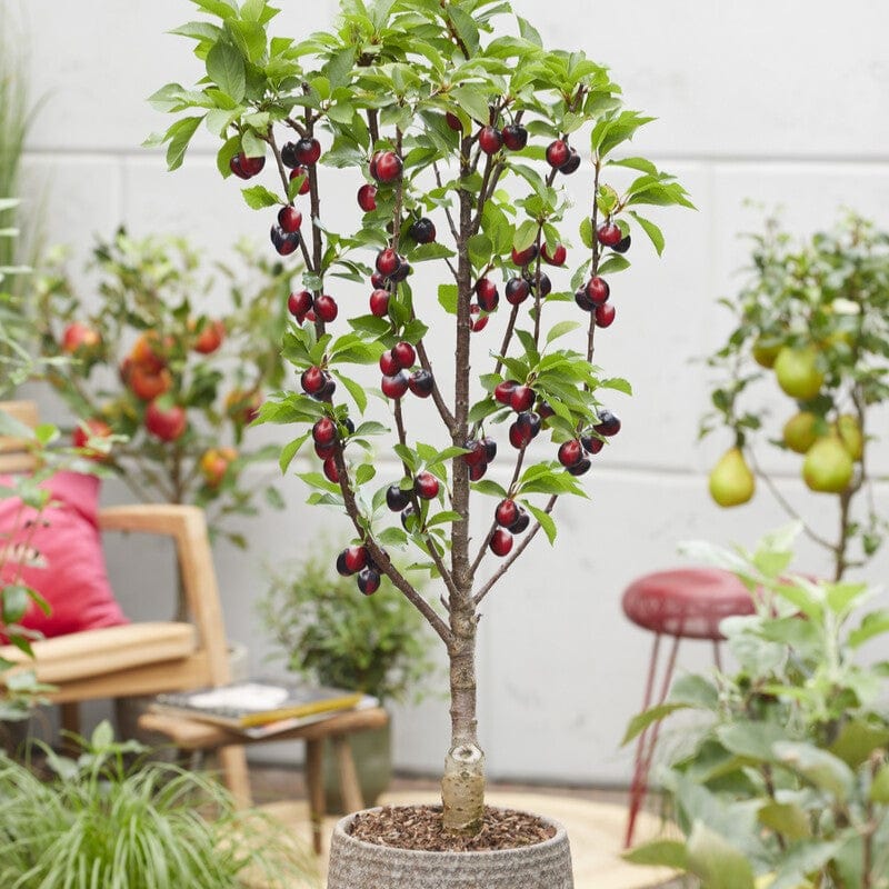 Patio Cherry Tree – Roots Plants