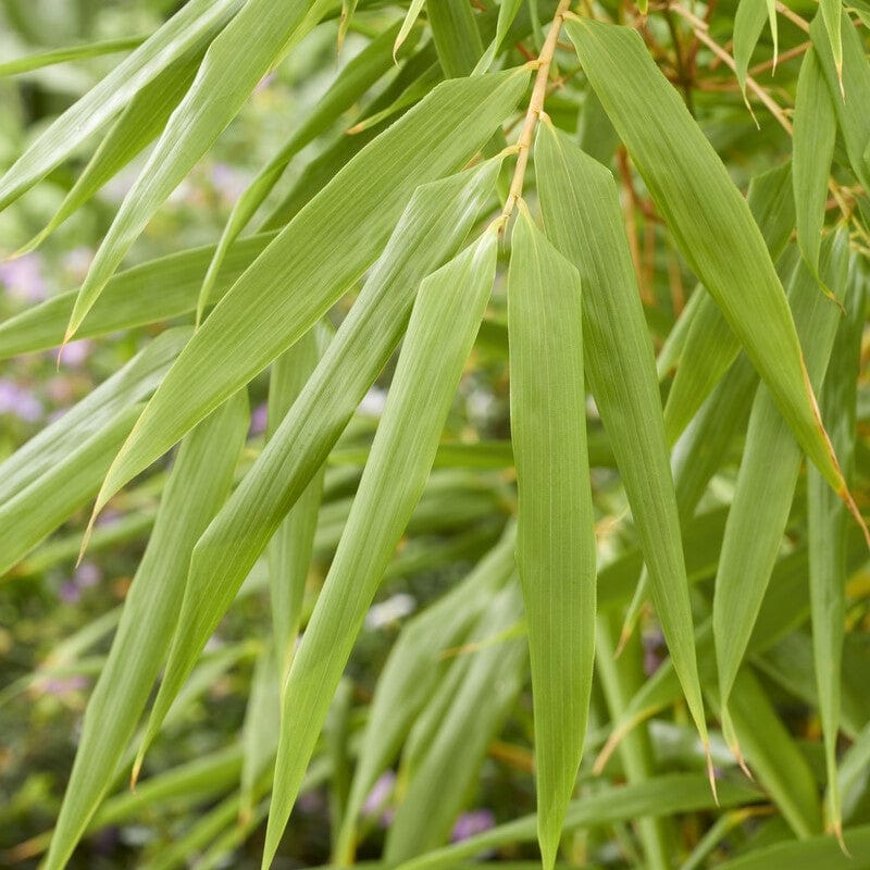Dragon Head Bamboo | Fargesia rufa – Roots Plants