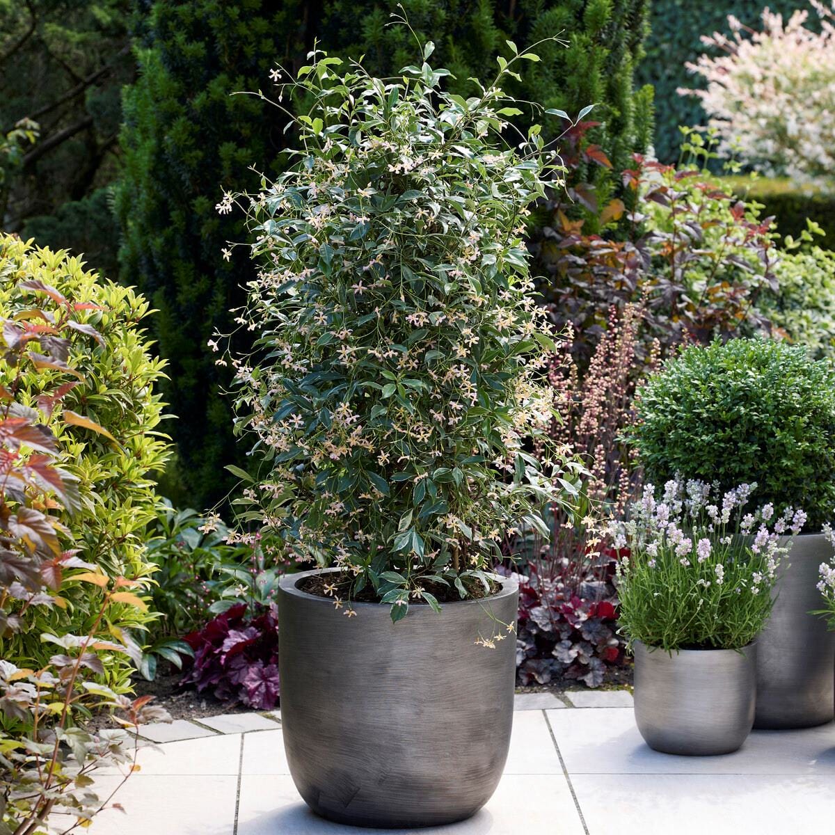 Pink Star Jasmine | Trachelospermum jasminoides 'Star of Milano ...