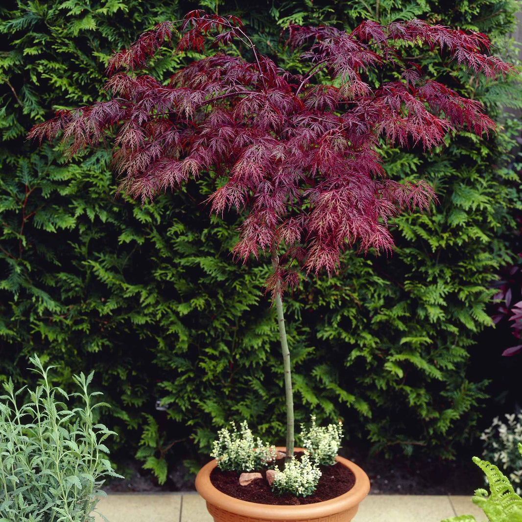 What are the Best Acer Trees to Grow in the UK? – Roots Plants