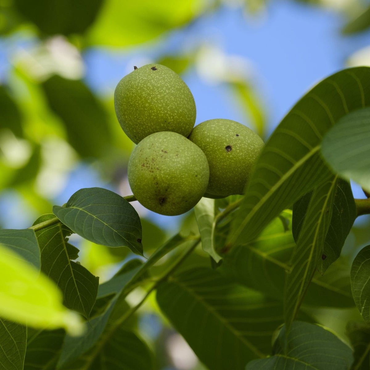 'Buccaneer' Walnut Tree – Roots Plants
