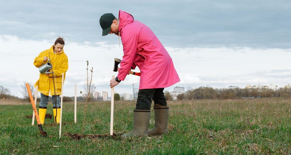 Is Winter the Best Time to Plant Trees? – Roots Plants