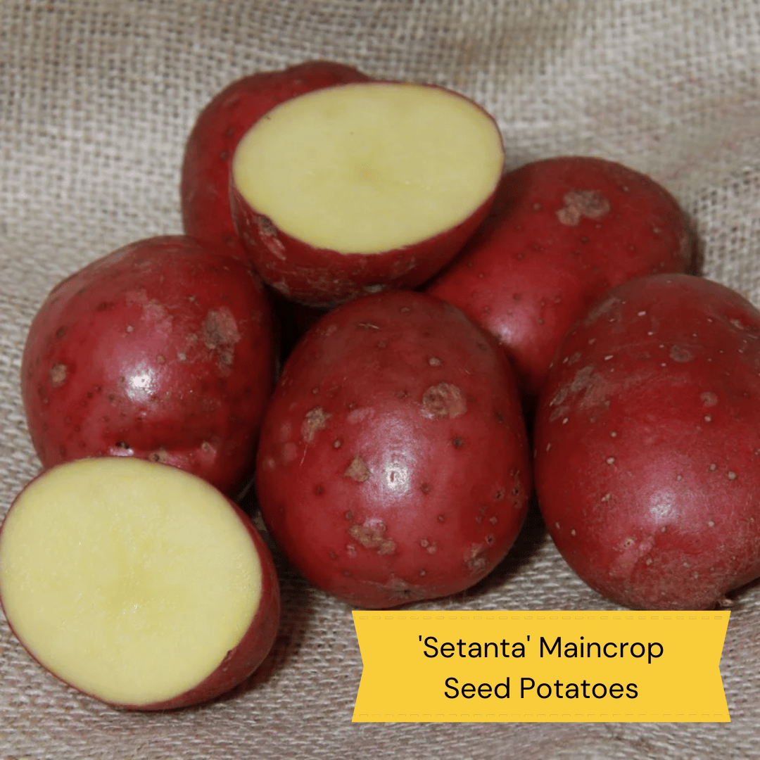 Organic Growing Seed Potato Pack | Growers' Choice – Roots Plants