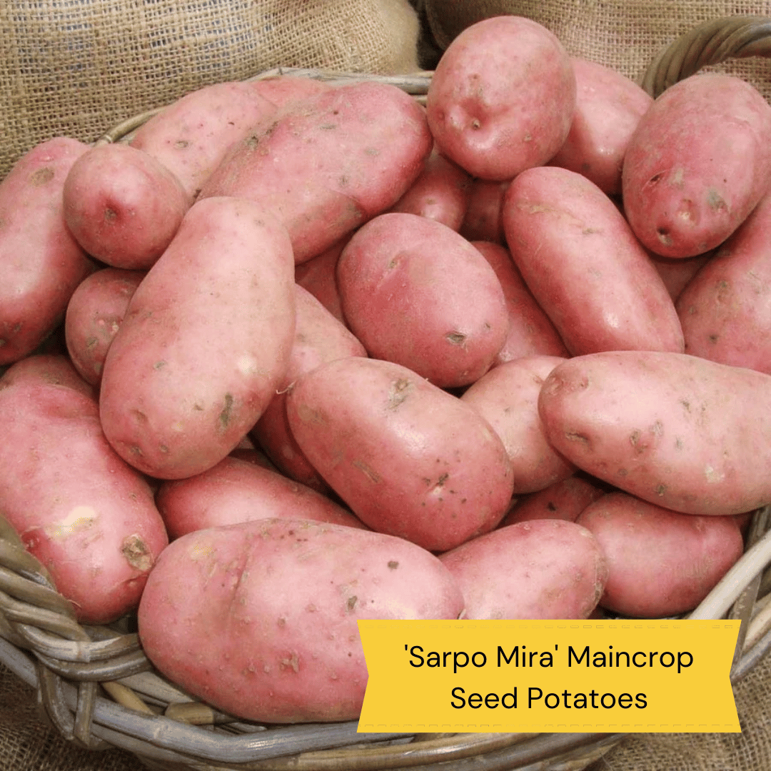 Organic Growing Seed Potato Pack | Growers' Choice – Roots Plants