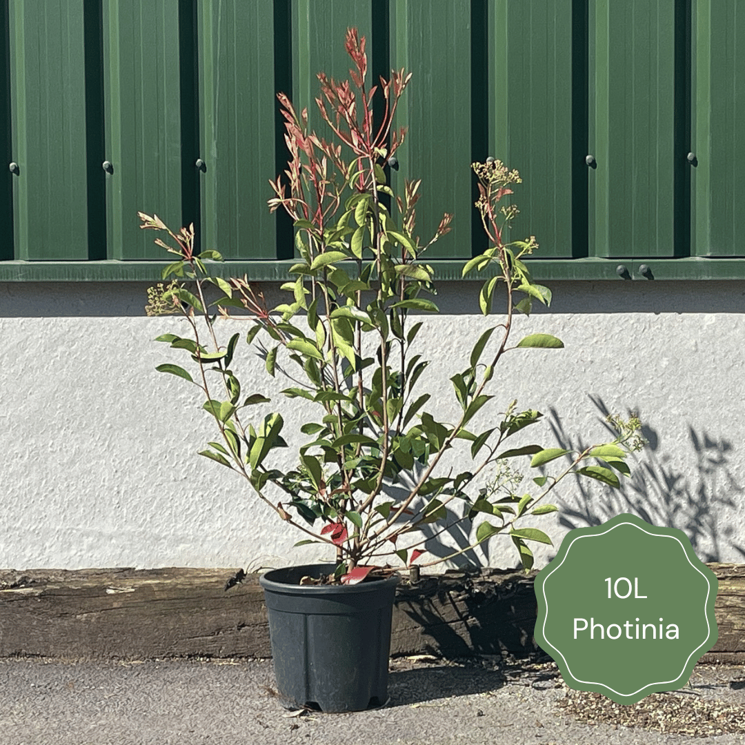 Photinia 'Red Robin' – Roots Plants