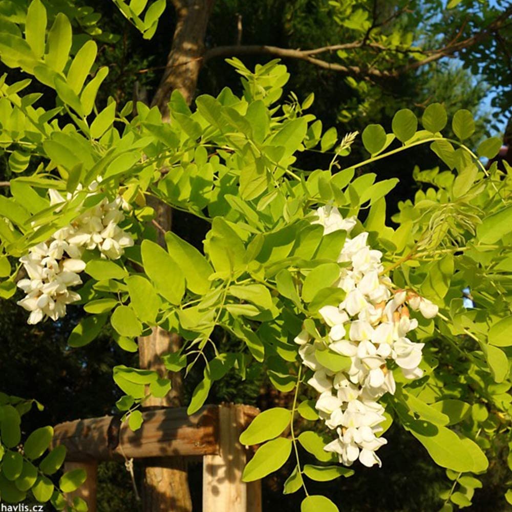 Golden False Acacia | Robinia pseudoacacia 'Frisia' – Roots Plants