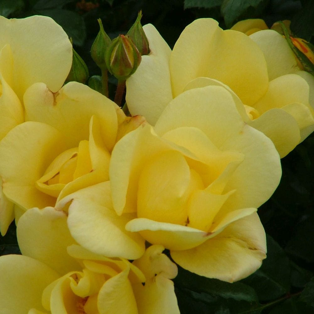 'Apple Jack' Floribunda Rose - Roots Plants