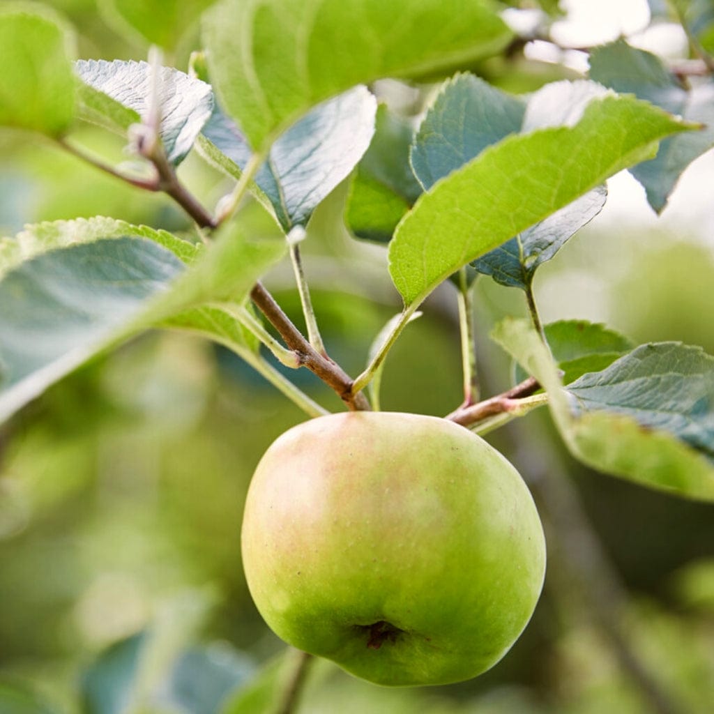 'Bramley's Seedling' Apple Tree – Roots Plants