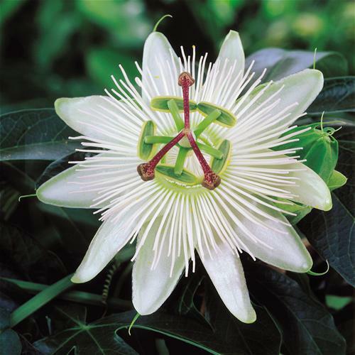 White Passion Flower | Passiflora 'Constance Elliott' – Roots Plants