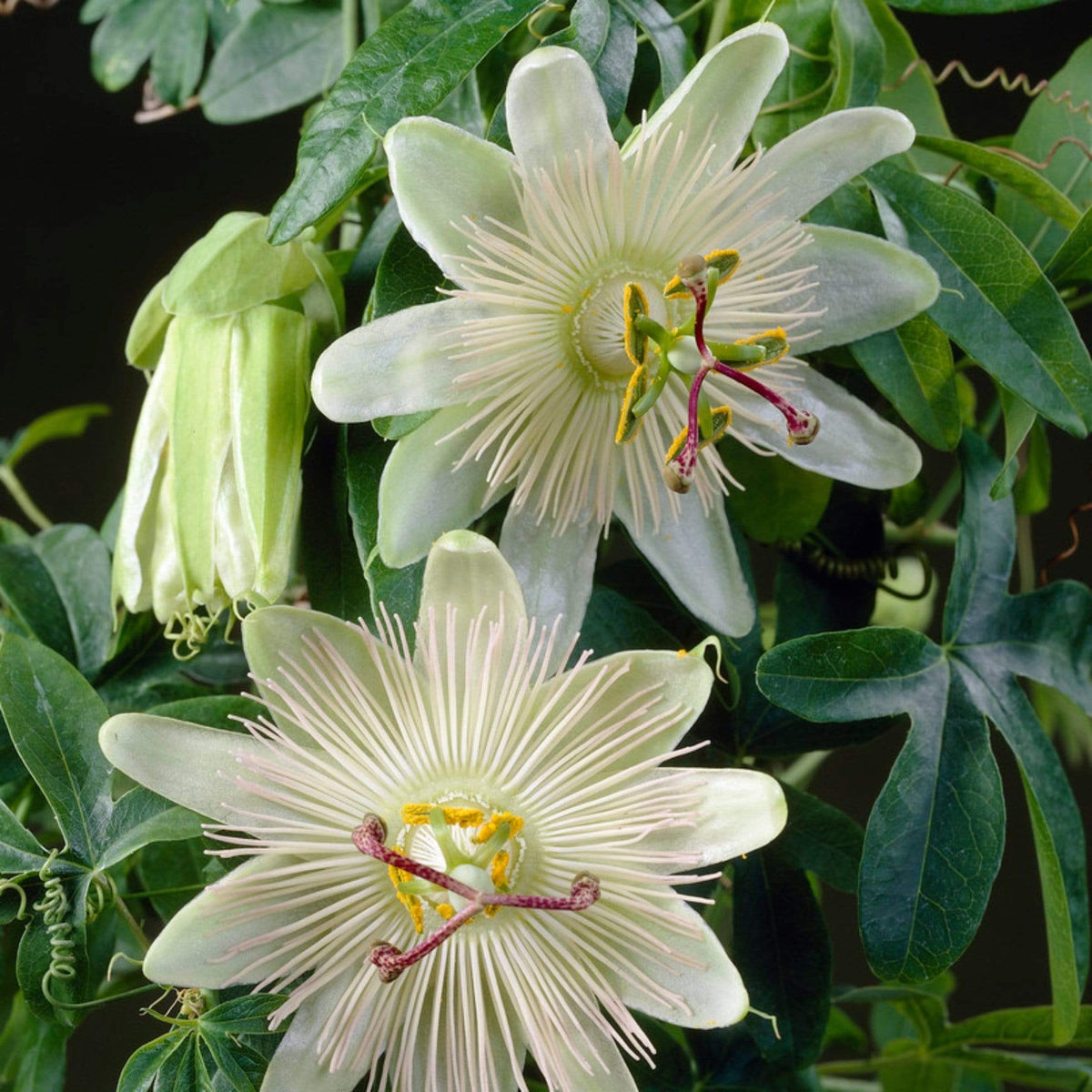 White Passion Flower | Passiflora 'Constance Elliott' – Roots Plants