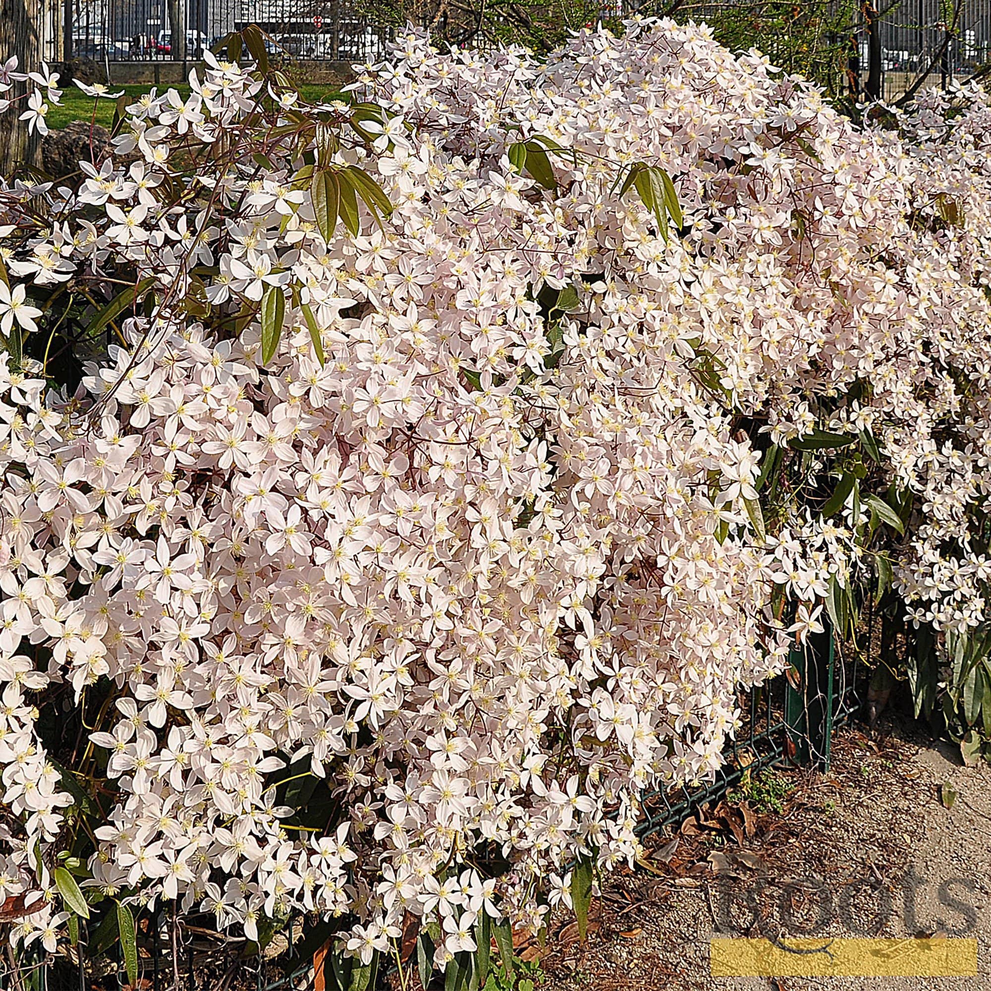Evergreen Clematis | Clematis armandii – Roots Plants