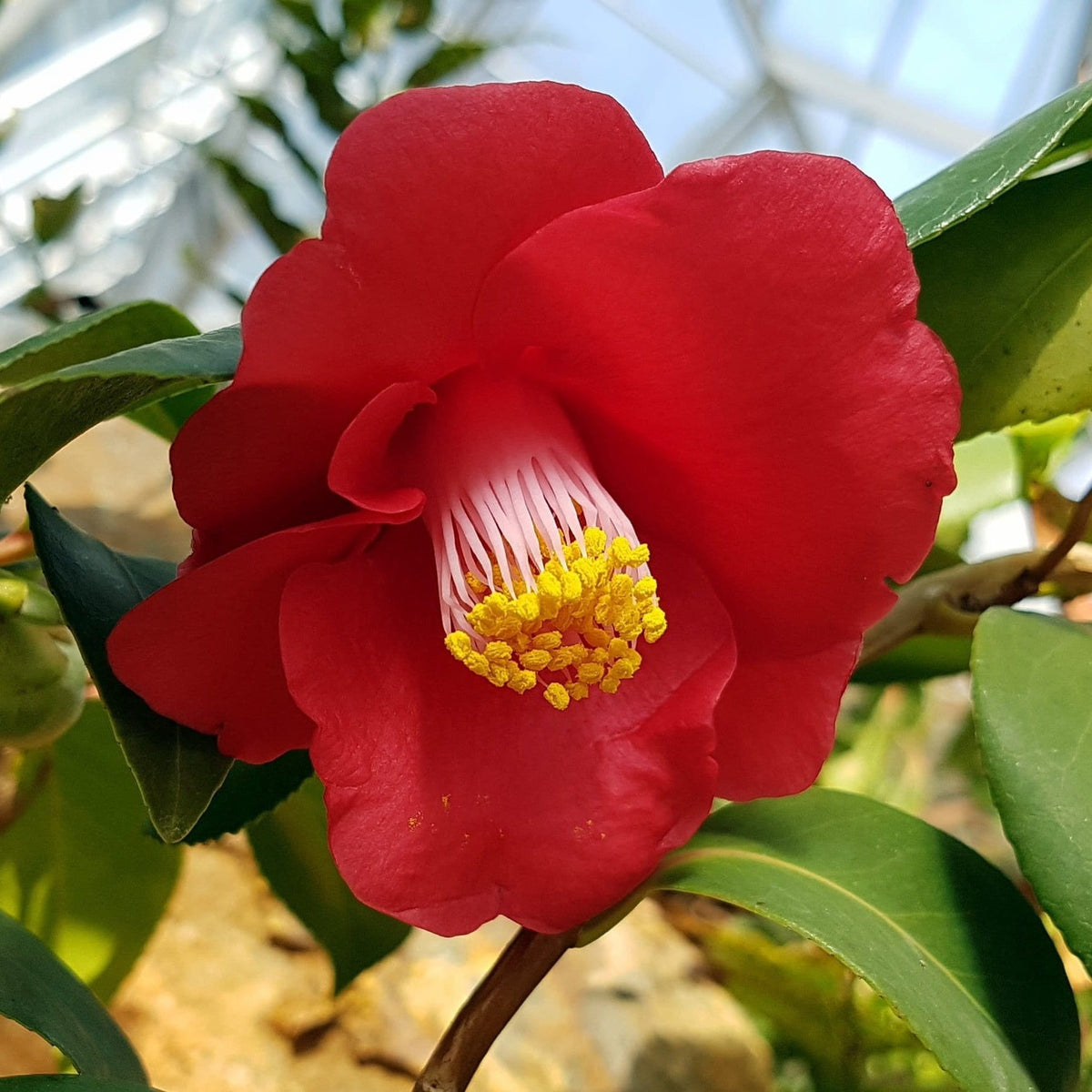 Red Camellia japonica Plant – Roots Plants