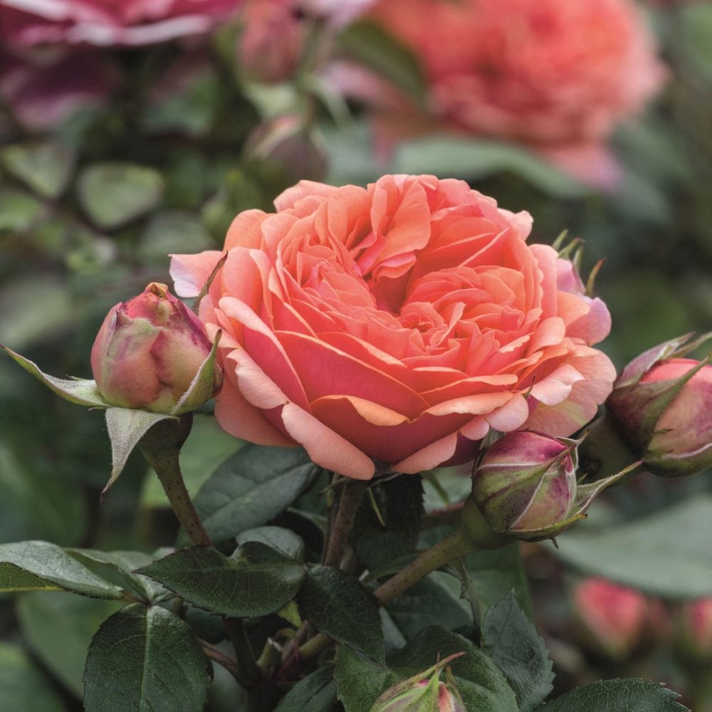 'Duchess of Cornwall' Hybrid Tea Rose – Roots Plants
