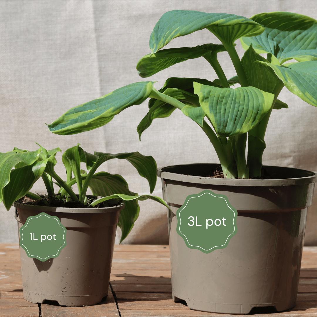 Lythrum salicaria 'Robin' – Roots Plants