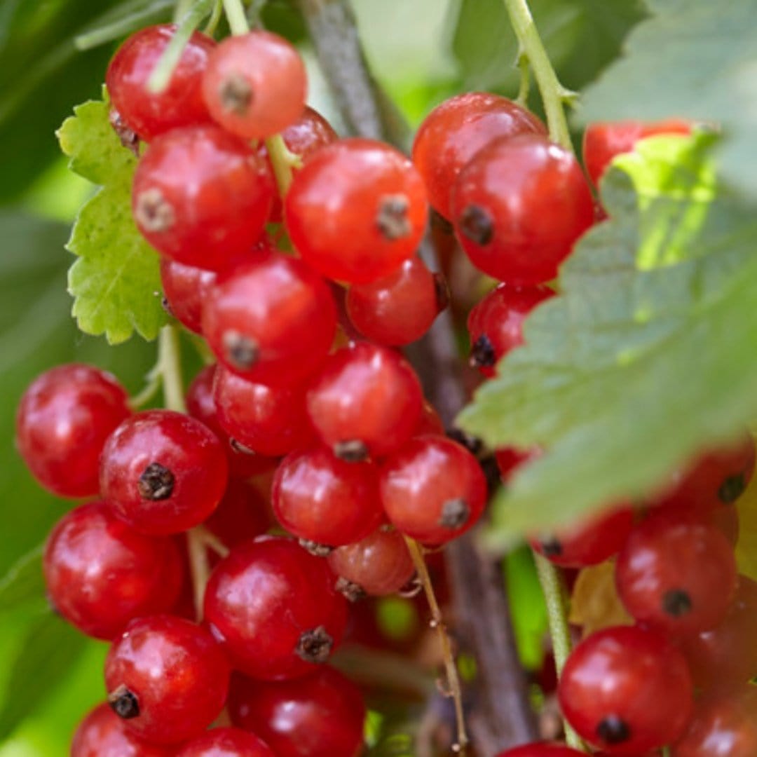 'Red Lake' Redcurrant Bush – Roots Plants