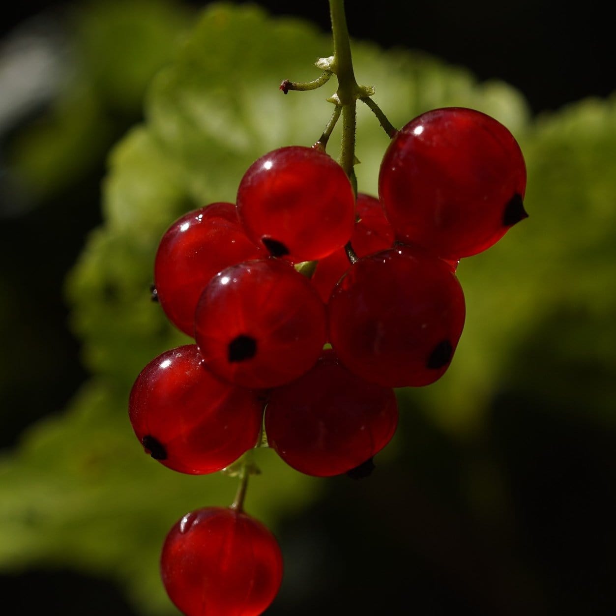 'Rovada' Redcurrant Bush – Roots Plants