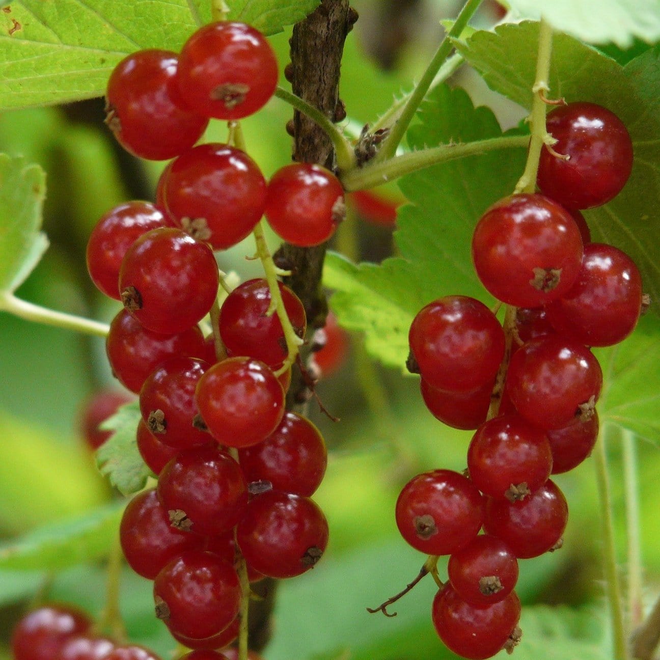 'Rovada' Redcurrant Bush – Roots Plants