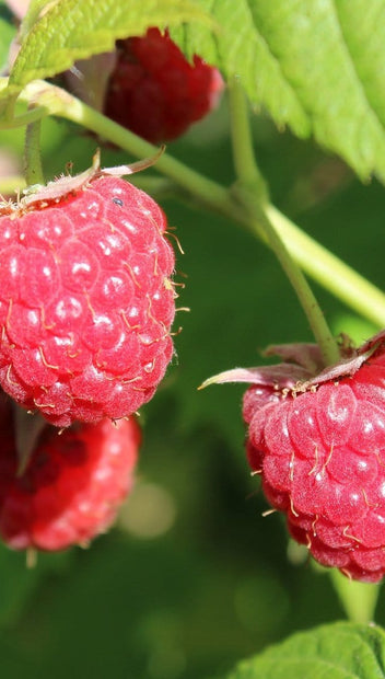 'Joan J' Raspberry Plants – Roots Plants