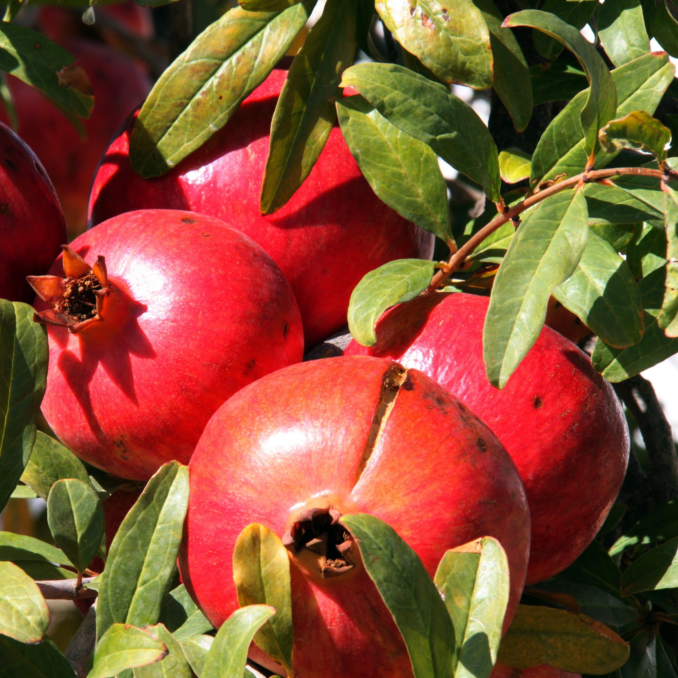 Pomegranate Bush – Roots Plants