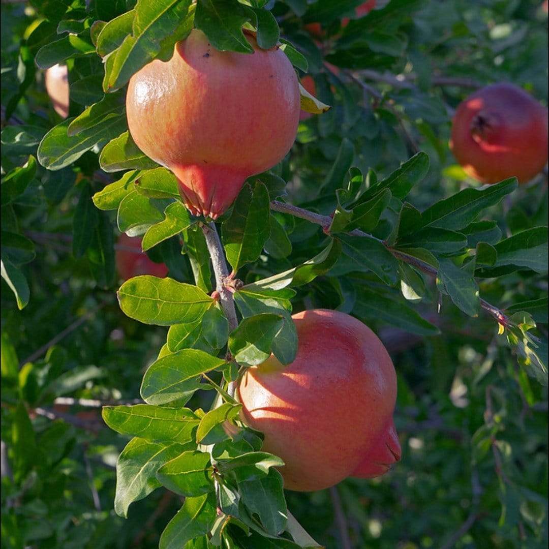 Pomegranate Bush – Roots Plants