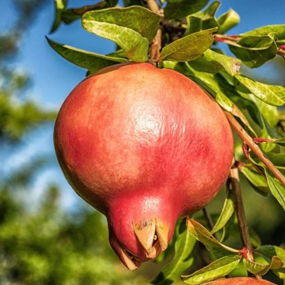 Pomegranate Bush – Roots Plants