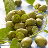 Growing Kiwi Fruits in the UK – Roots Plants