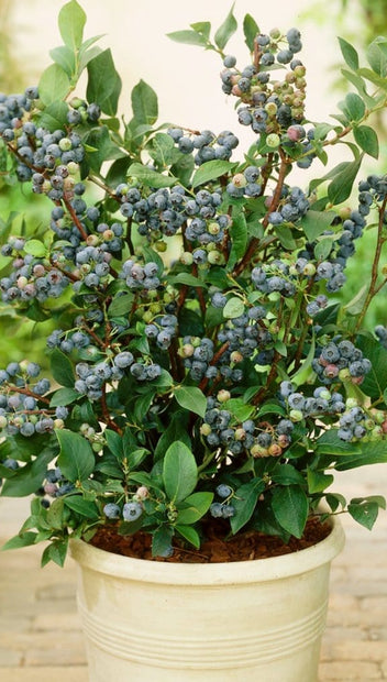 'Sunshine Blue' Evergreen Blueberry Bush – Roots Plants