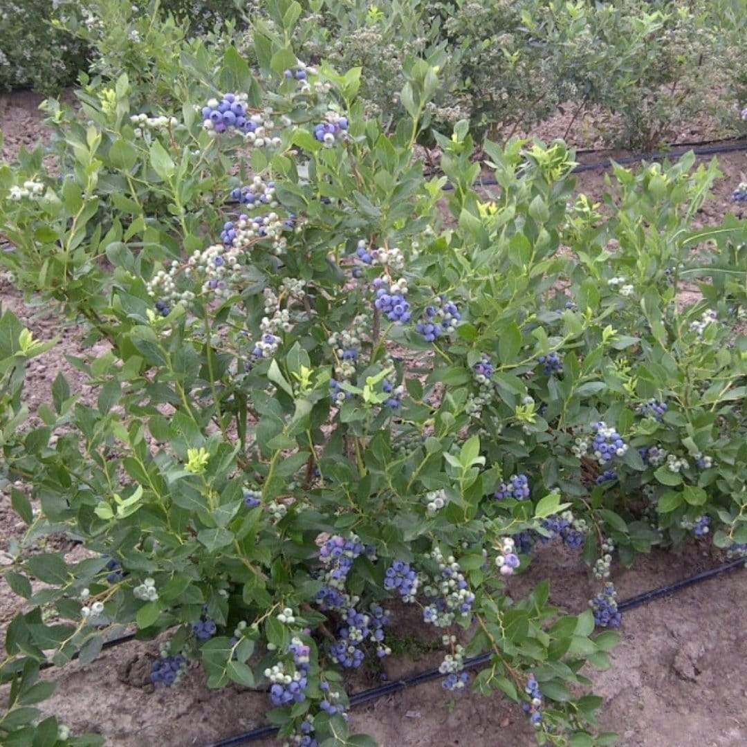 'Duke' Blueberry Bush – Roots Plants