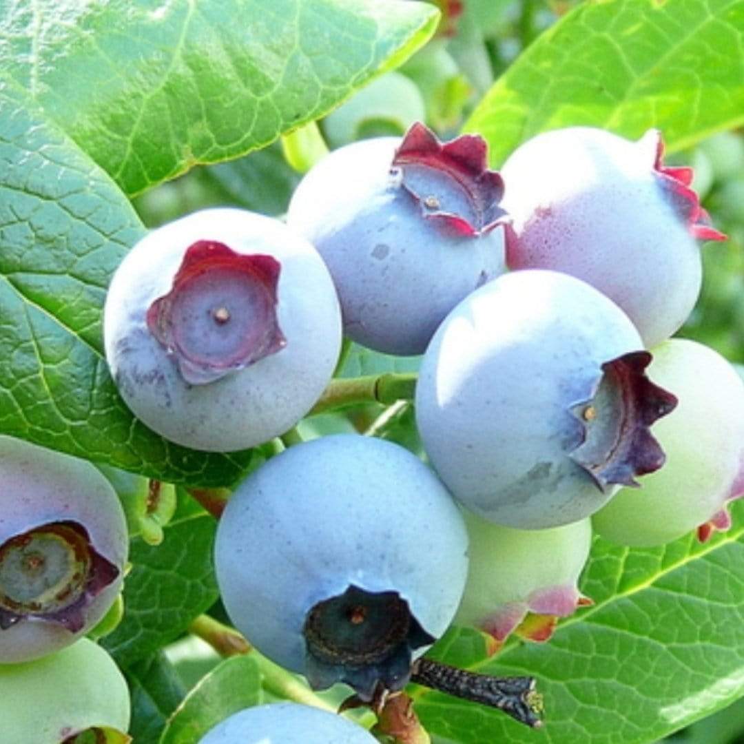 'Bluecrop' Blueberry Bush – Roots Plants