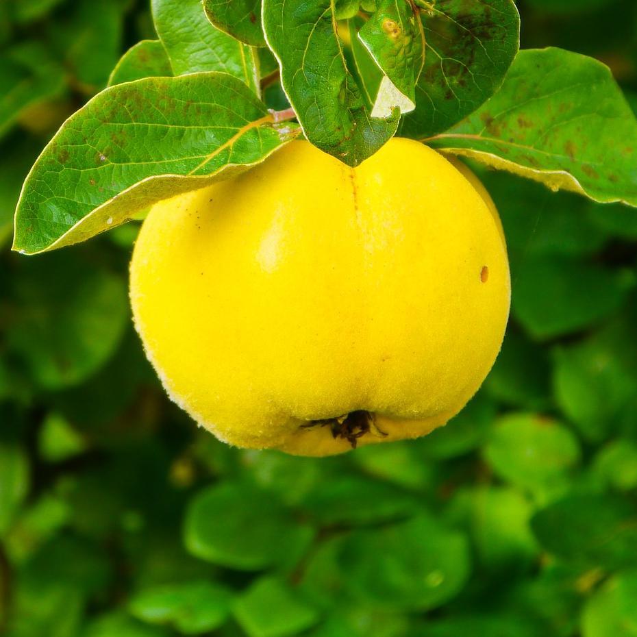'Champion' Quince Tree – Roots Plants