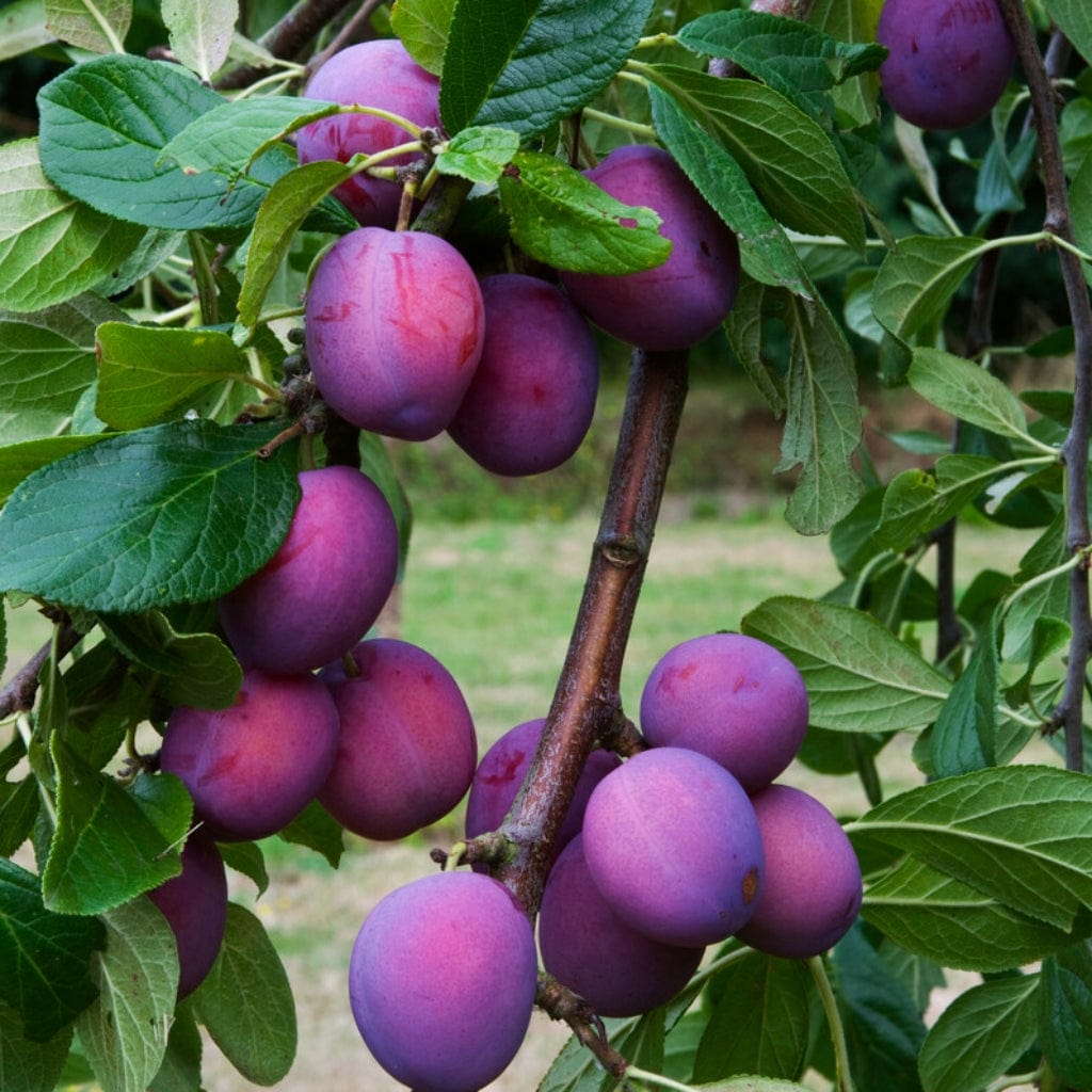 3 Super Easy to Grow Fruit Trees | Apple, Fig & Plum – Roots Plants