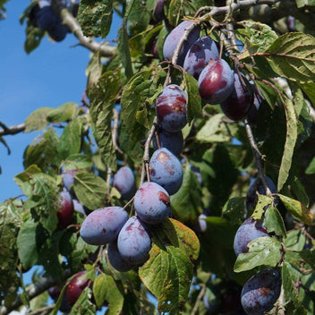 'Merryweather' Damson Tree – Roots Plants