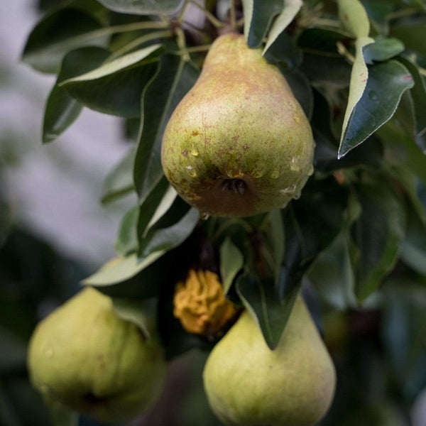 The Best Pear Trees (As Chosen by Our Growers) | Roots Plants