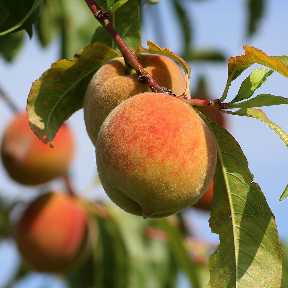 'Peregrine' Peach Tree – Roots Plants