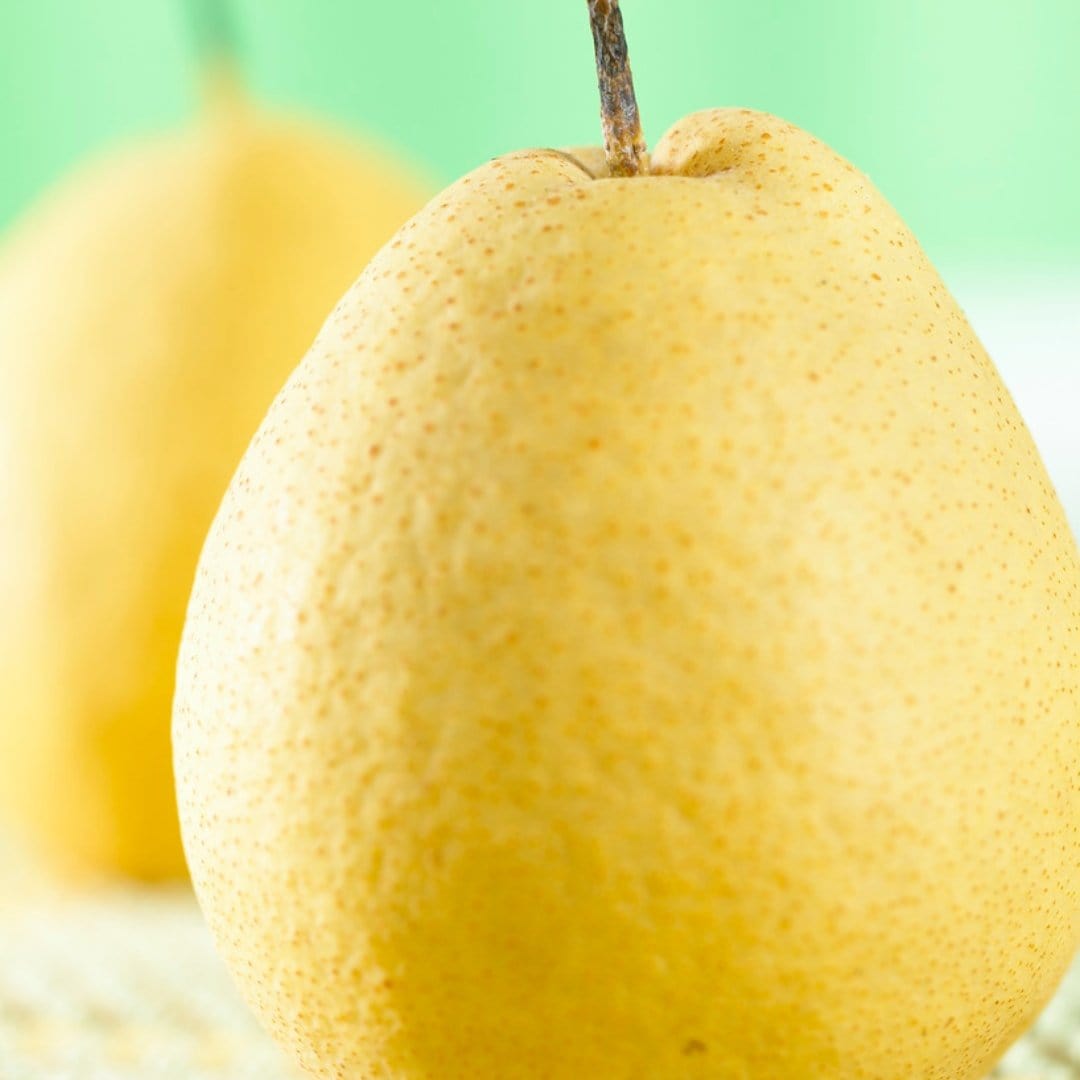 'Kumoi' Asian Pear Tree | Nashi Pear – Roots Plants