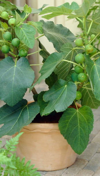 'Brunswick' Fig Tree – Roots Plants
