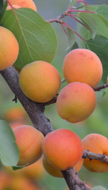 'Tomcot'® Apricot Tree – Roots Plants