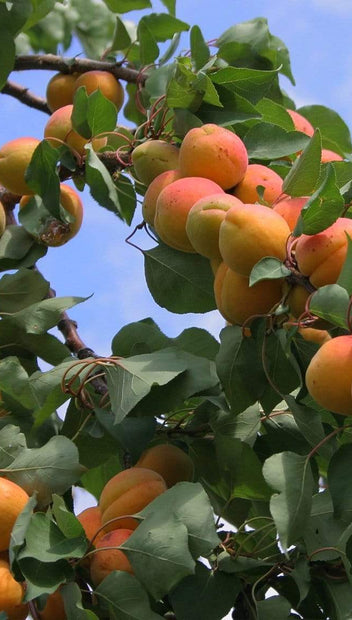 'Flavorcot'® Apricot Tree – Roots Plants