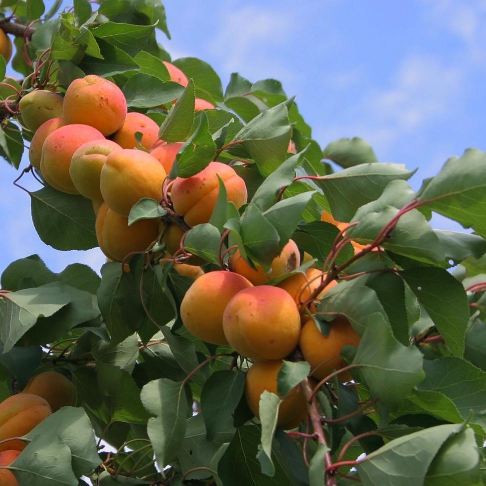 'Flavorcot'® Apricot Tree – Roots Plants