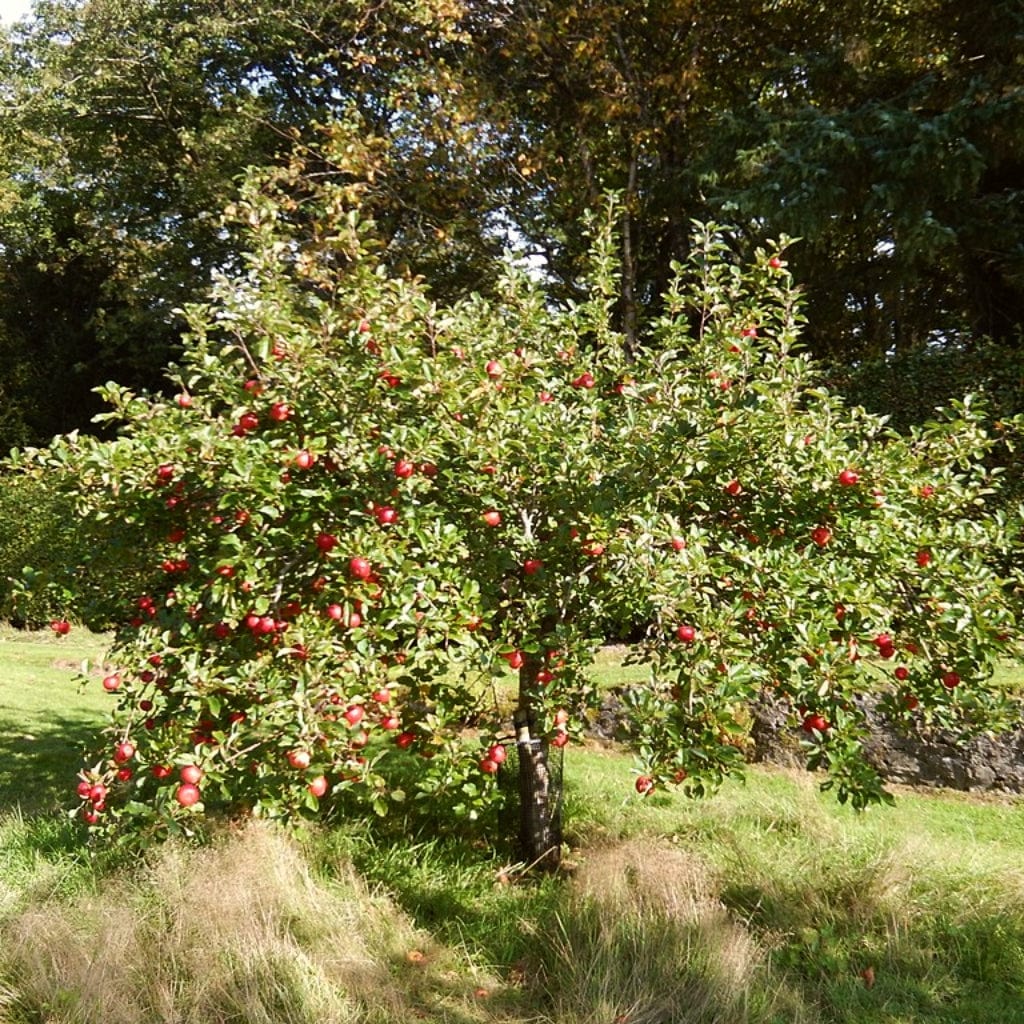 The 3 Best Fruit Trees for Small Gardens | Apple, Cherry & Fig – Roots ...