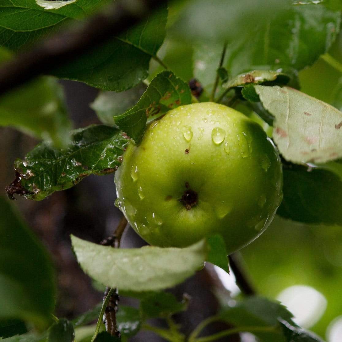 Bramley's Seedling Apple Tree - Roots Plants