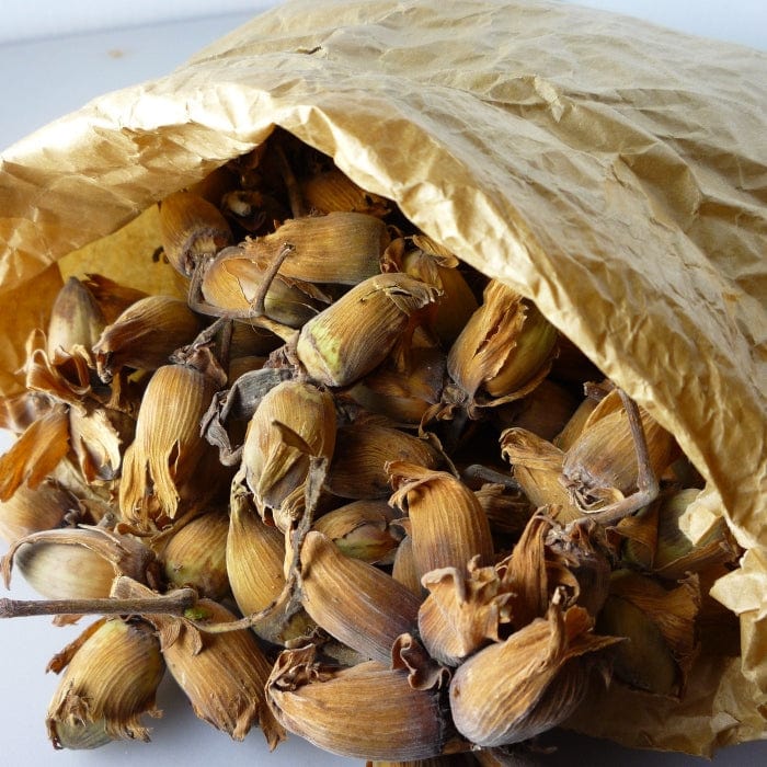 'Kentish Cob' Hazelnut Tree – Roots Plants