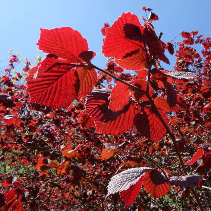 Purple Hazelnut Tree | Corylus maxima 'Purpurea' – Roots Plants